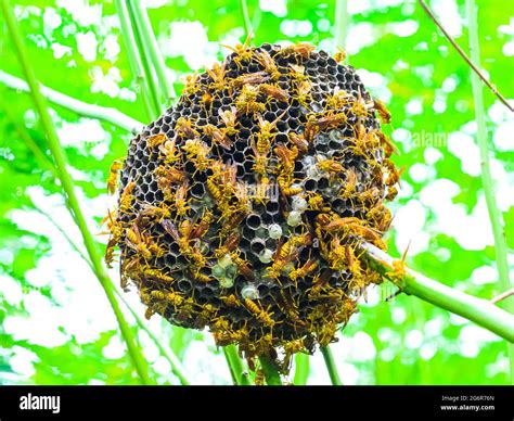 Close Up Hornet With Nest Wasps In The Nest A Hornet S Nest That Is Widely Distributed