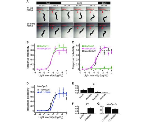 functionality of mosopn3 in ash neurons of c elegans a snapshot