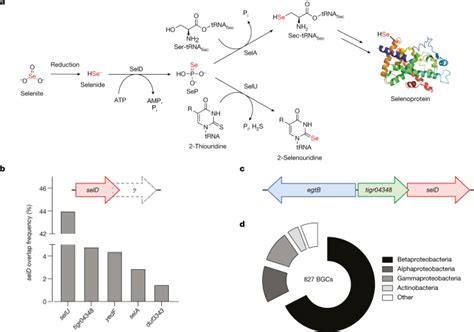 Biosynthesis Of Selenium Containing Small Molecules In Diverse