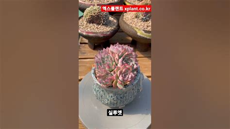 다육이가 젤많아요 엑스플랜트 다육판매 다육이판매 다육방송 다육라이브 다육이 다육식물 다육식물판매 식물 임영웅 다육 Youtube