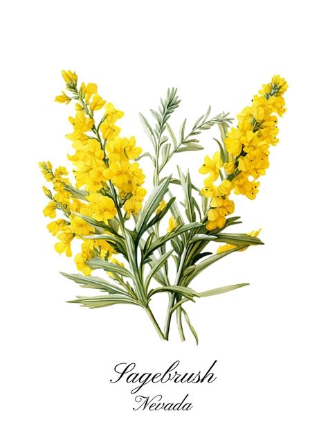 Nevada State Flower Sagebrush Art Print For Sale By Bjfeutz Redbubble