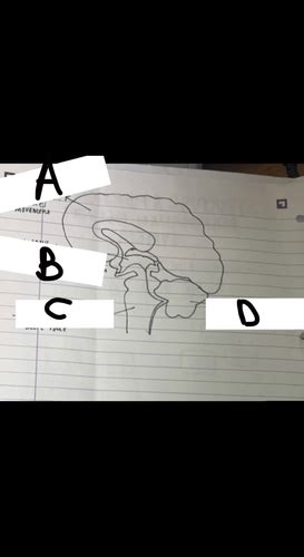 biology structure of nervous system flashcards quizlet