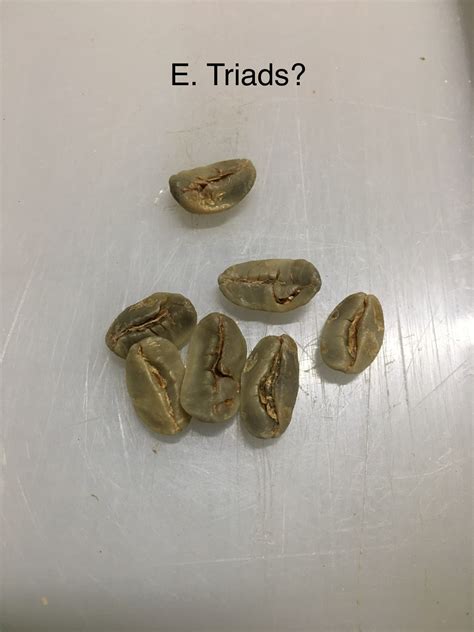Learning Green Bean Defects Beans Roast World Community