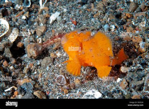 Frogfish Eating