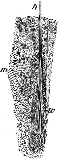 Section Of Scalp ClipArt ETC