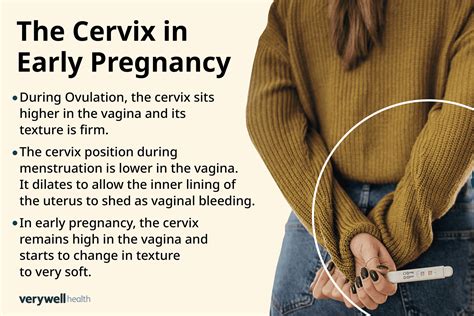 When Do Cervix Checks Start