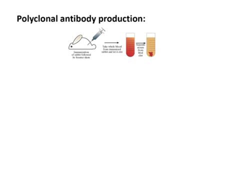 Lecture 5 Visualizing Connectivity Flashcards Quizlet