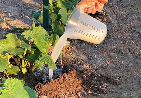 Enhancing Plant Growth Unveiling The Power Of Bakers Yeast In Gardening