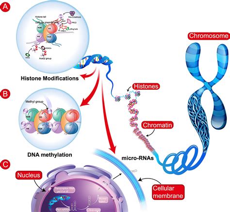 Epigenetics Epigenetics Genetex Epigenetics Epigenetics Genetex