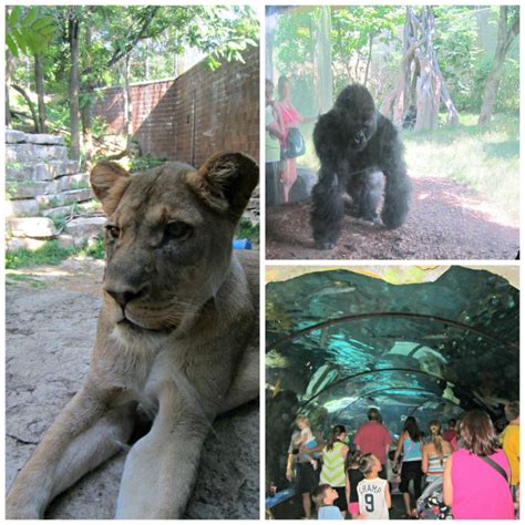 Pictures Of Molinee Green Pictures Of Molinee Green