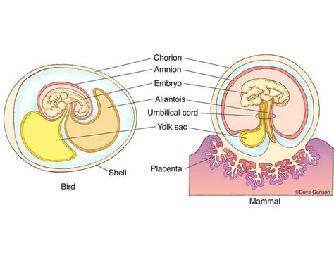 Evolution And Genetics Carlson Stock Art Teaching Biology Biology