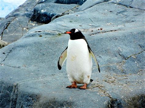 Linux Kernel Real Time Capabilities Hardware Boosts And More