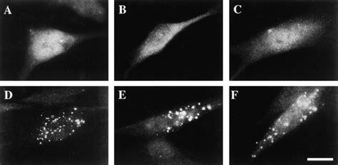 The Pmp Import Defect Of Cg9 Cells Applies To Numerous Pmps The Cg9 Download Scientific