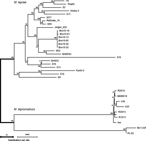 Fig S5 Phylogeny Of M Leprae And M Lepromatosis Neighbor Joining