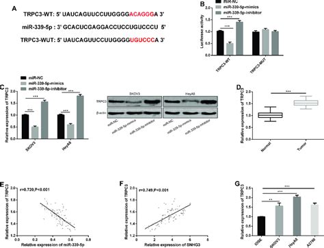Trpc3 Is The Target Gene Of Mir 339 5p A Binding Sites Between Trpc3