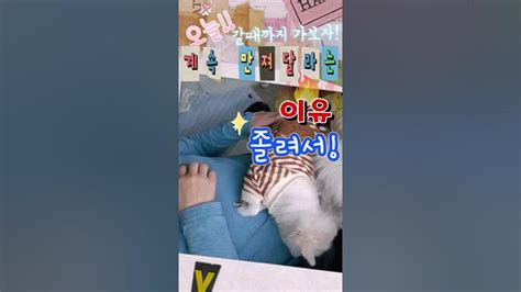 강아지 계속 만져달라는 이유 손 핥아주는 이유 Youtube