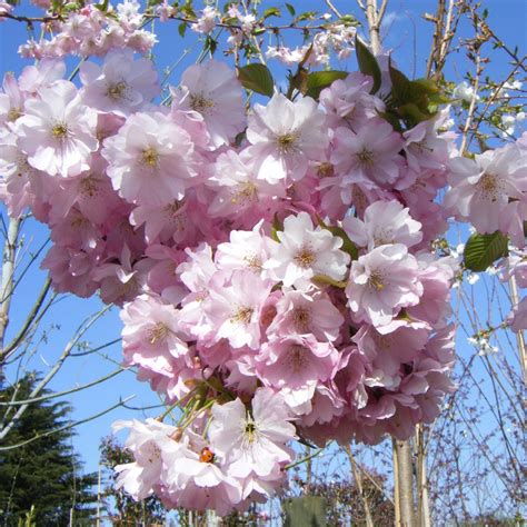 Ornamental Flowering Cherry Trees Purple Leaf Cherry Blossom Tree