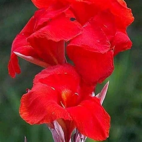 Bunga Ganyong Merah 50 Koleksi Gambar