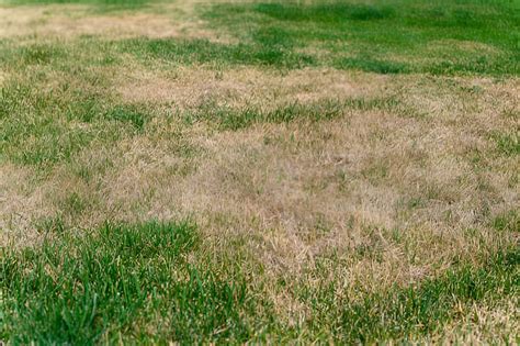 Overwatered Lawn Signs And Fixes Little Rock Lawns