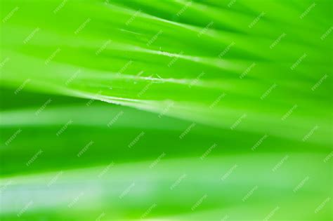 Premium Photo Tree Leaves Bokeh For Nature Background