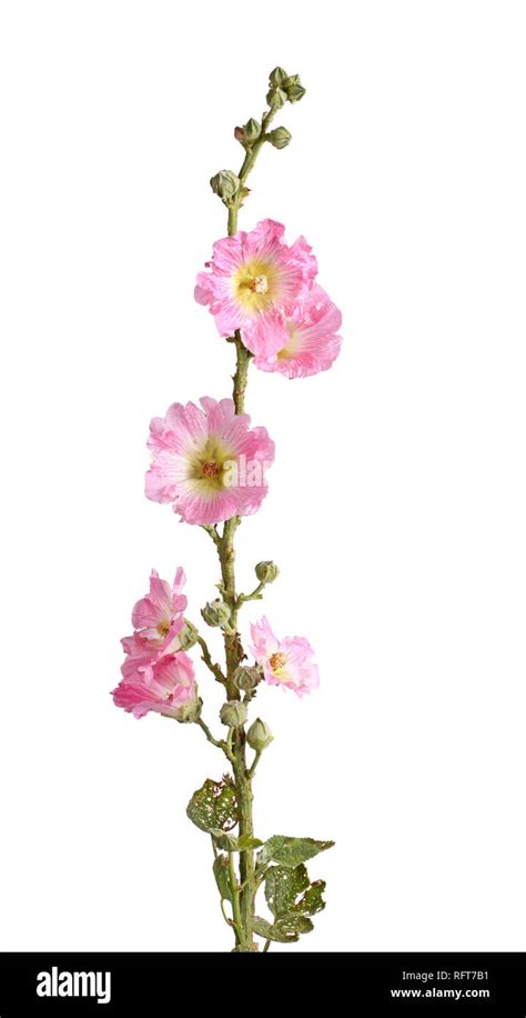 Multiple On One Stem Flowers