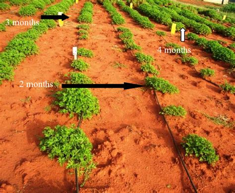 1 General View Of The Harvesting Frequency Field Experiment Download Scientific Diagram