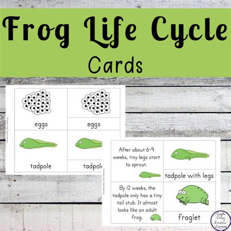 Frog Life Cycle Cards Simple Living Creative Learning