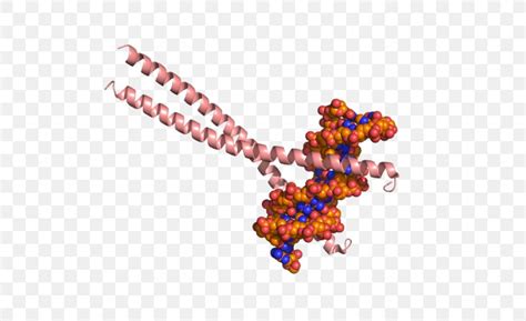 Cebpb Ccaat Enhancer Binding Proteins Histone Acetyltransferase Cebpa