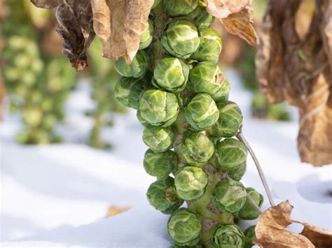 How To Grow Brussels Sprouts Suttons Gardening Grow How