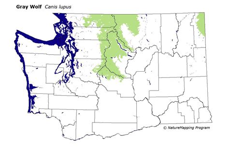 Distribution Map Gray Wolf Canis Lupus