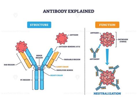 Antibody Explained Y Shaped Protein Binds Antigen To Neutralize A