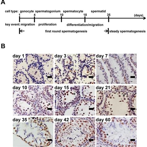 Expression Of Cyclin K Is Developmentally Regulated During