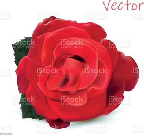 3d 현실적인 장미 흰색 배경에 고립 벡터 일러스트입니다 로즈 클로즈업 개체 그룹에 대한 스톡 벡터 아트 및 기타 이미지 개체 그룹 결혼식 꽃 나무 Istock