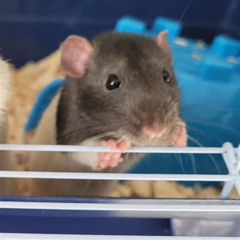[rat] R Rats