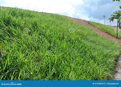 Permanent Slope Protection With Grass Using The Hydroseed Method Stock