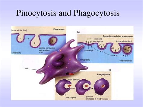 Ppt Plasma Membrane And Transport Of Molecules Powerpoint