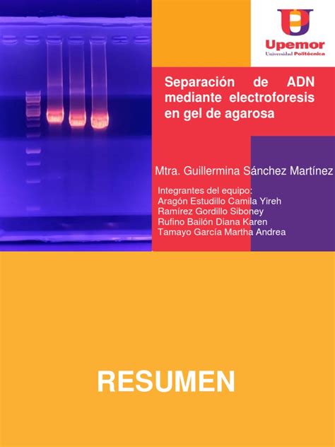 Reporte 3 Electroforesis Pdf Adn Electroforesis