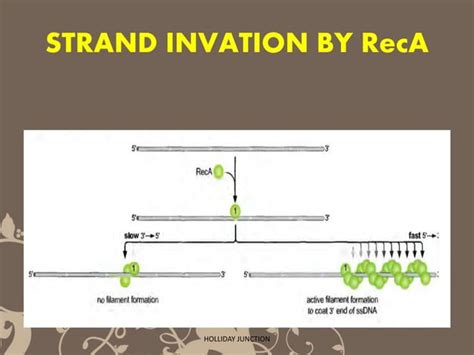 Holliday Junction Model By Kk Ppt