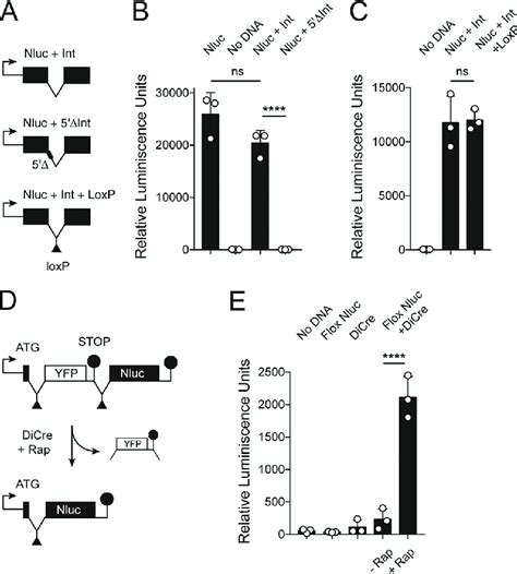 Cre Mediated Dna Excision Using A Floxed Intron Sequence A Schematic