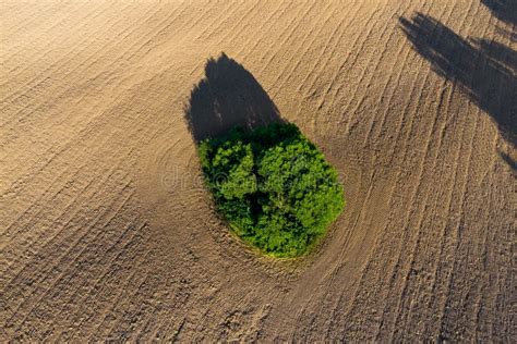 Pristine Plot With Trees In The Middle Of A Plowed Agricultural Field