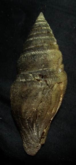 Bathytoma Atractoides 3452887