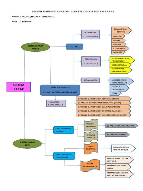 Maind Mapping Anatomi Dan Fisiologi Sistem Saraf Pdf