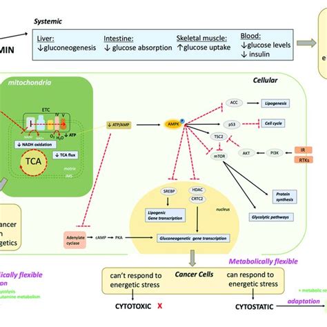 Proposed Molecular Mechanisms Of Metformin Action Download Scientific Diagram