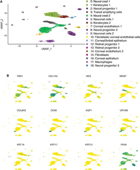 Figure 1 From Single Cell Transcriptomic Analysis Of Corneal Organoids