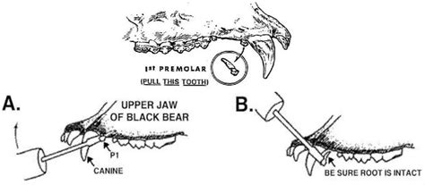 Bear Hunting Wisconsin Dnr