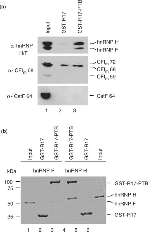 Ptb Interacts Directly With Hnrnp H But Not With Hnrnp F A In Vitro