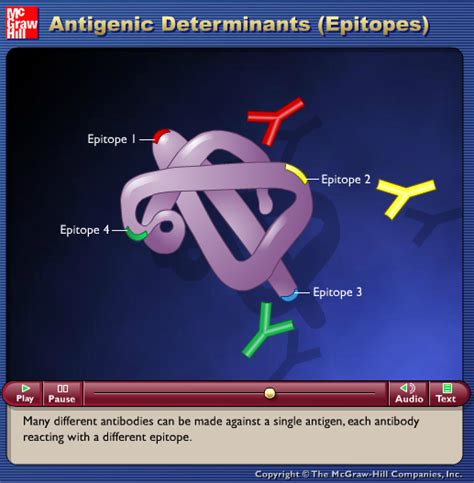 Antigenic Determinants Epitopes Play Online On Flash Museum 🕹️