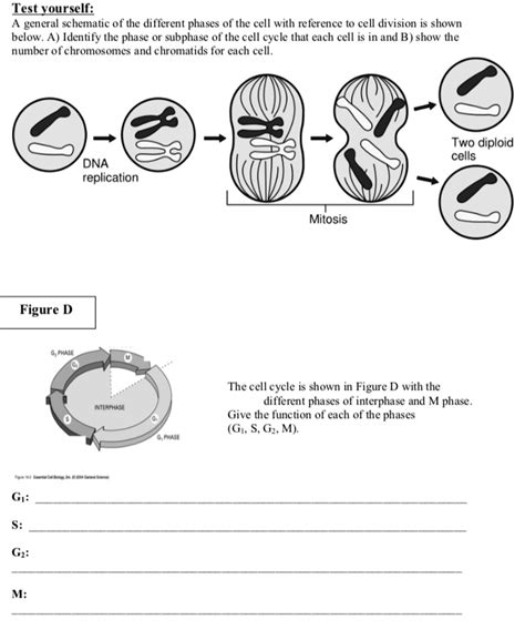 Solved Test Yourself A General Schematic Of The Different Phases Of The Cell With Reference T0