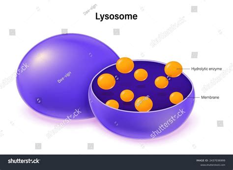 Lysosome Structure Vector Infographics Organelle Eukaryotic Stock