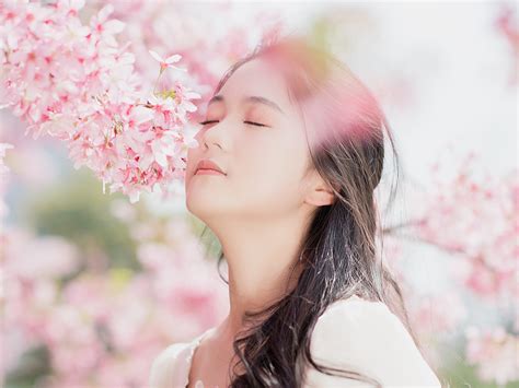 醉美樱花 桥如一 站酷ZCOOL